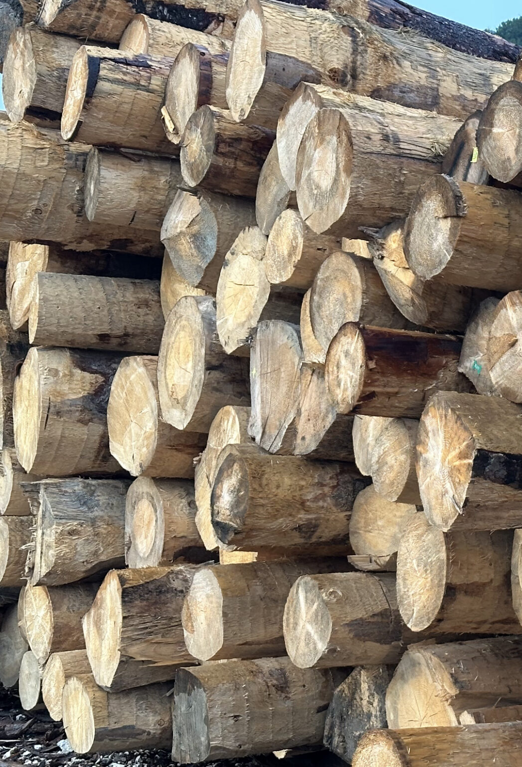 Prima pagina - Cherestea Arges